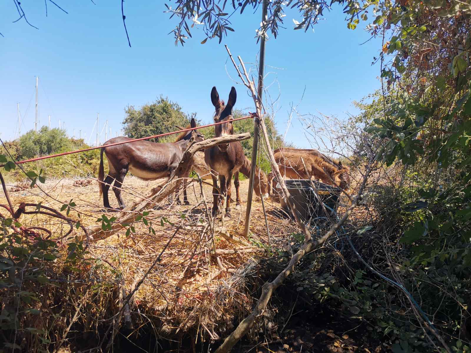 Τα γαϊδουράκια στο Άκτιο • ΤΟ ΕΛΛΗΝΙΚΟ ΚΕΝΤΡΟ ΓΙΑ ΤΟ ΓΑΪΔΟΥΡΙ